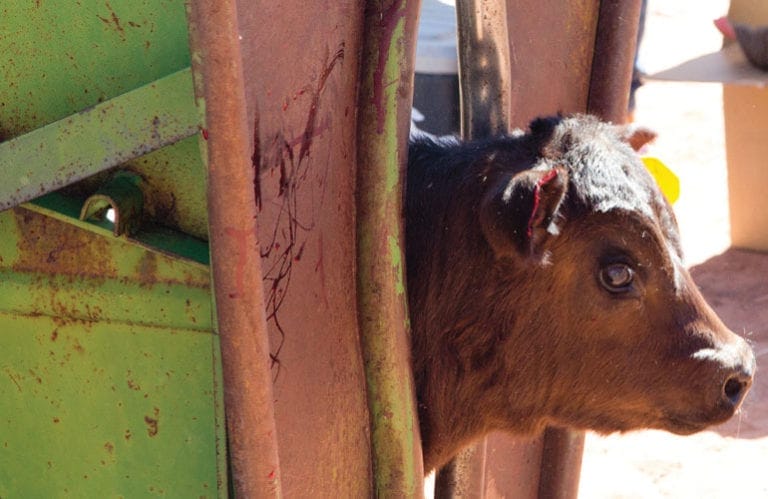 GPS Cattle Tracking - LoneStar Tracking®